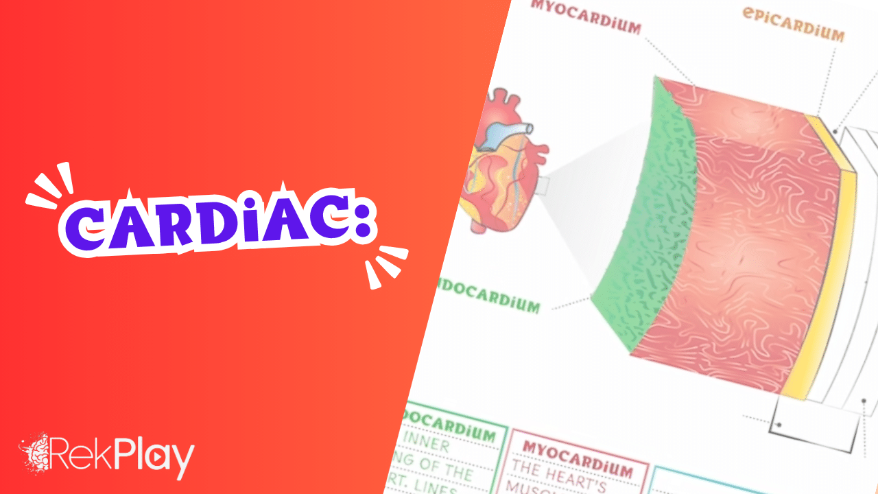 Cardiac – layers of the heart – RekMed Academy